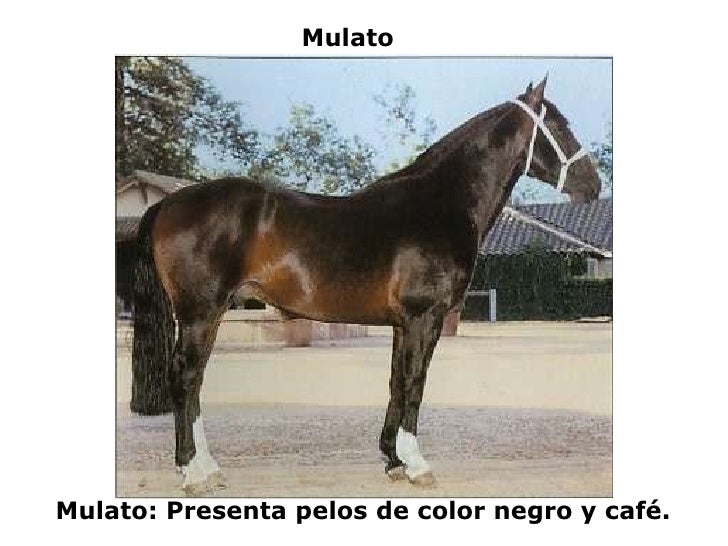 Colores de Caballos