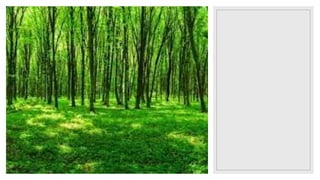 Colores Latin Colors Powerpoint.pptx