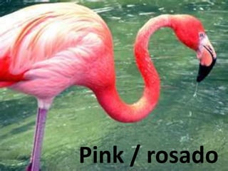 Colores y figuras / colors and shapes | PPT