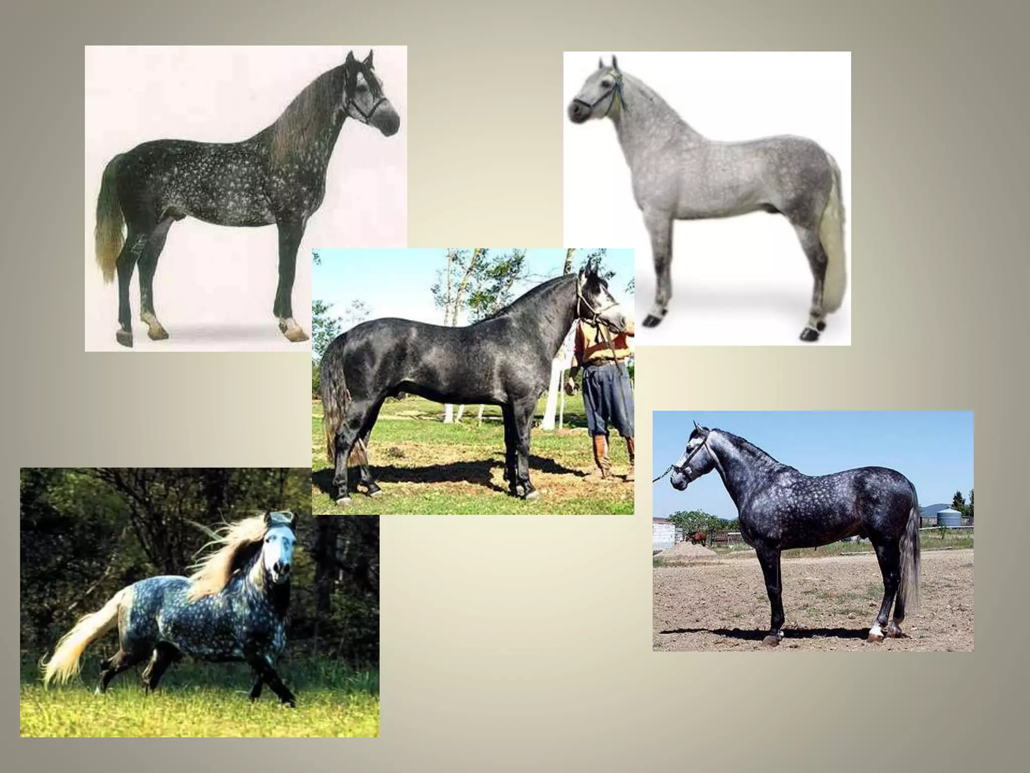 Colores y particularidades en caballos material clase.pptx