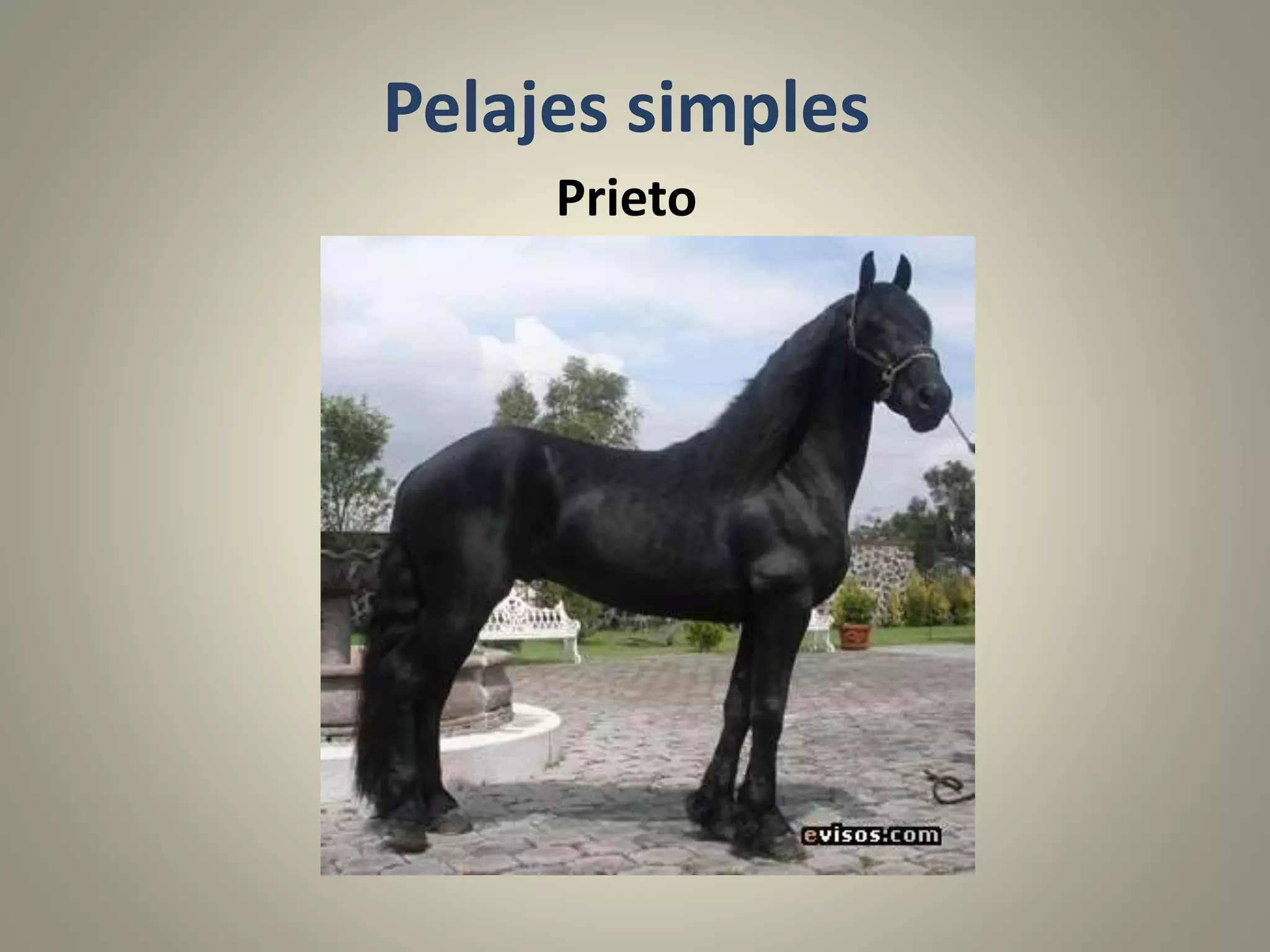 Colores y particularidades en caballos material clase.pptx