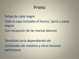 Colores y particularidades en caballos material clase.pptx