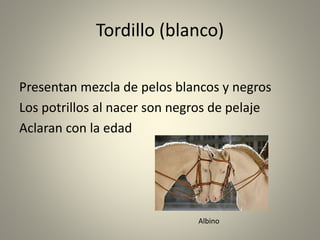 Colores y particularidades en caballos material clase.pptx