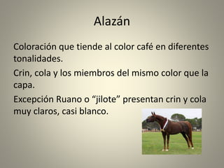 Colores y particularidades en caballos material clase.pptx