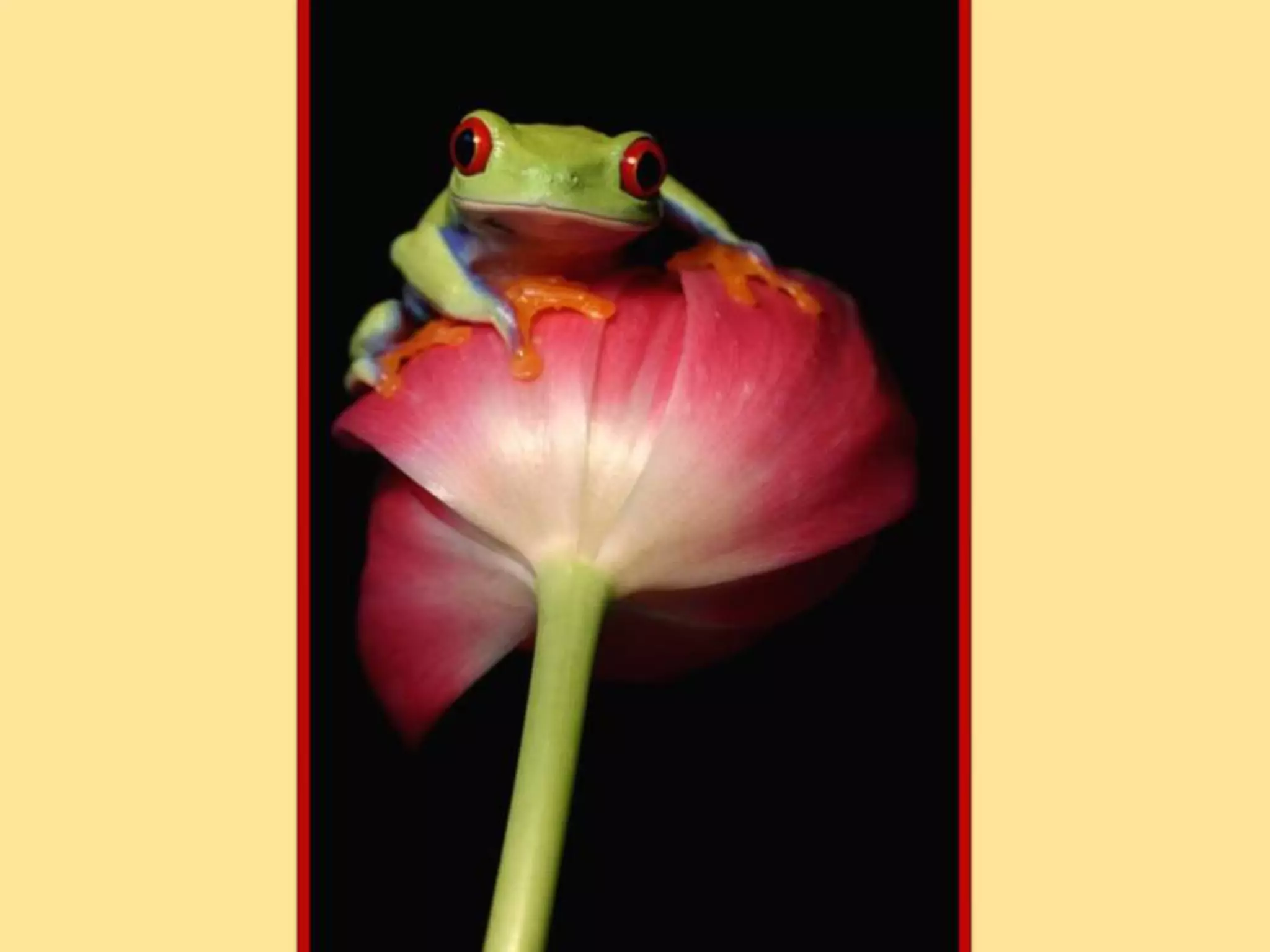 Colorful frogs (彩色青蛙) | PPSX