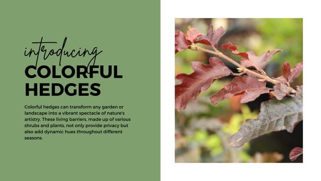 Colorful Hedges for Every Style: A Comprehensive Guide | PPT