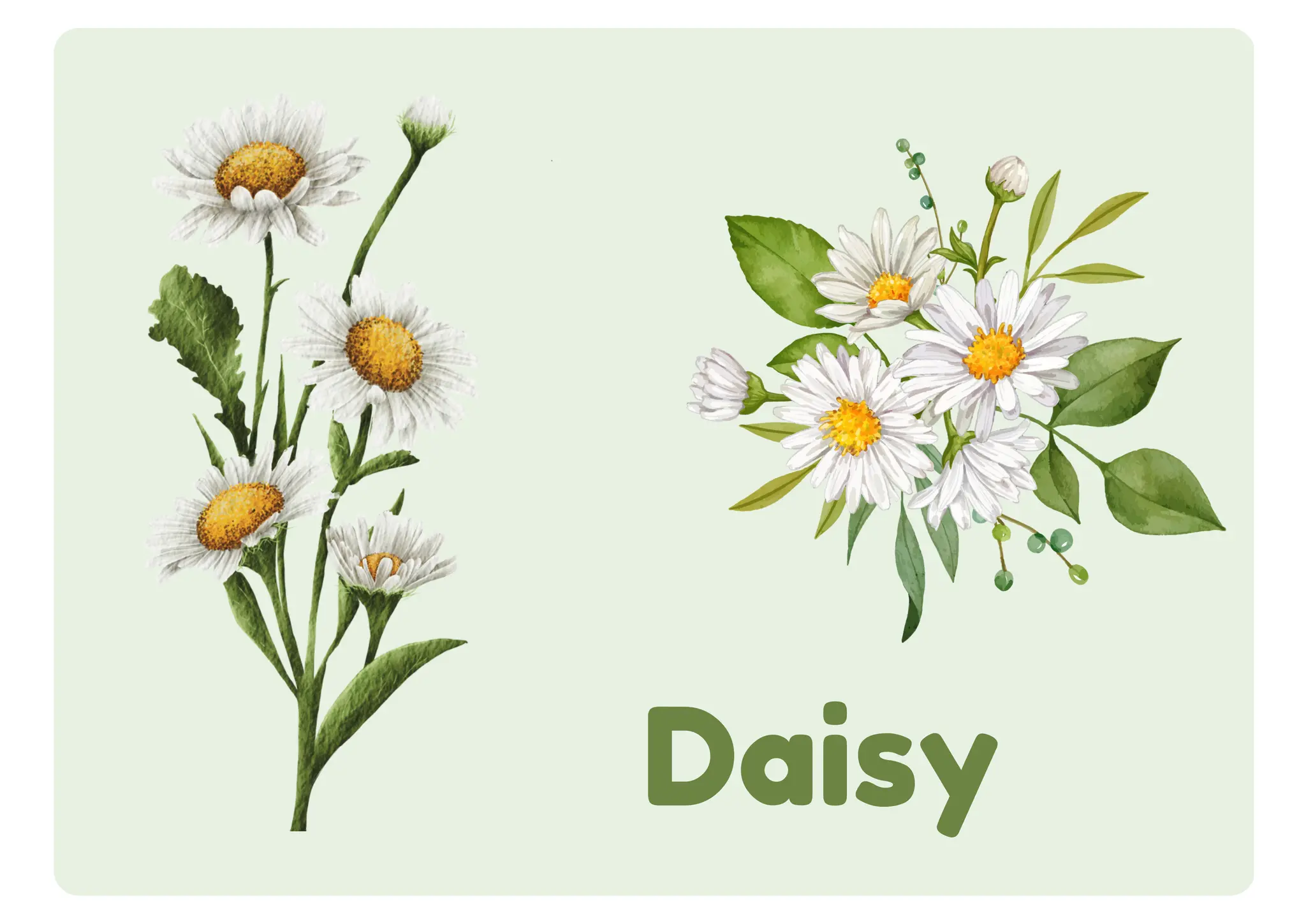 Colorful Illustrative Type of Flowers Flashcard.pdf