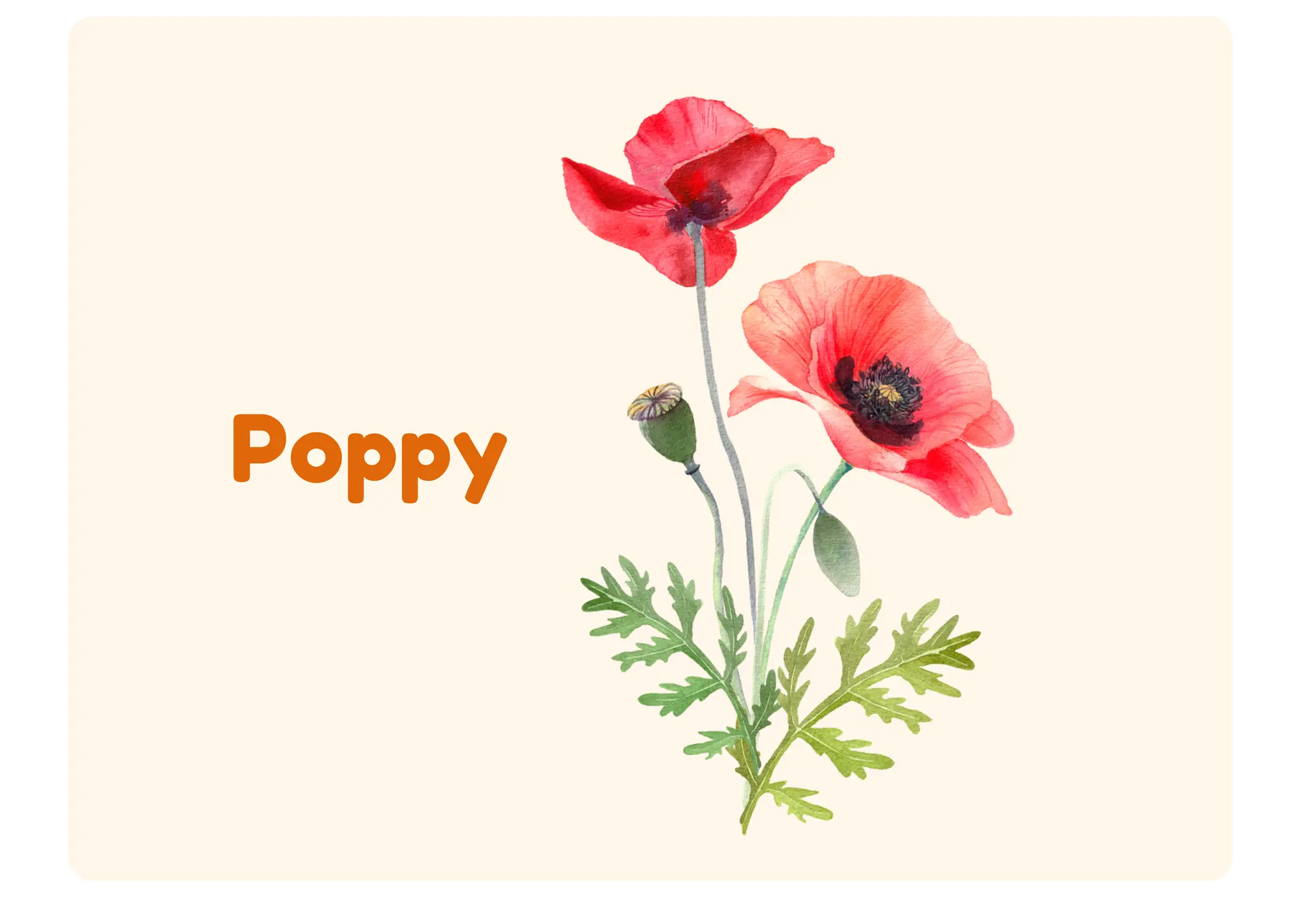 Colorful Illustrative Type of Flowers Flashcard.pdf
