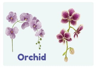 Colorful Illustrative Type of Flowers Flashcard.pdf