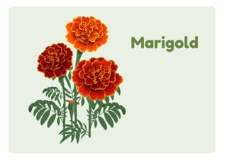 Colorful Illustrative Type of Flowers Flashcard.pdf