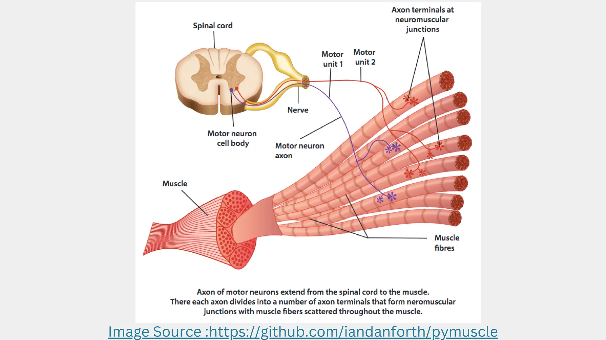 Fasciculation , Fibrillation , clonus and Tetanic contractions | PDF