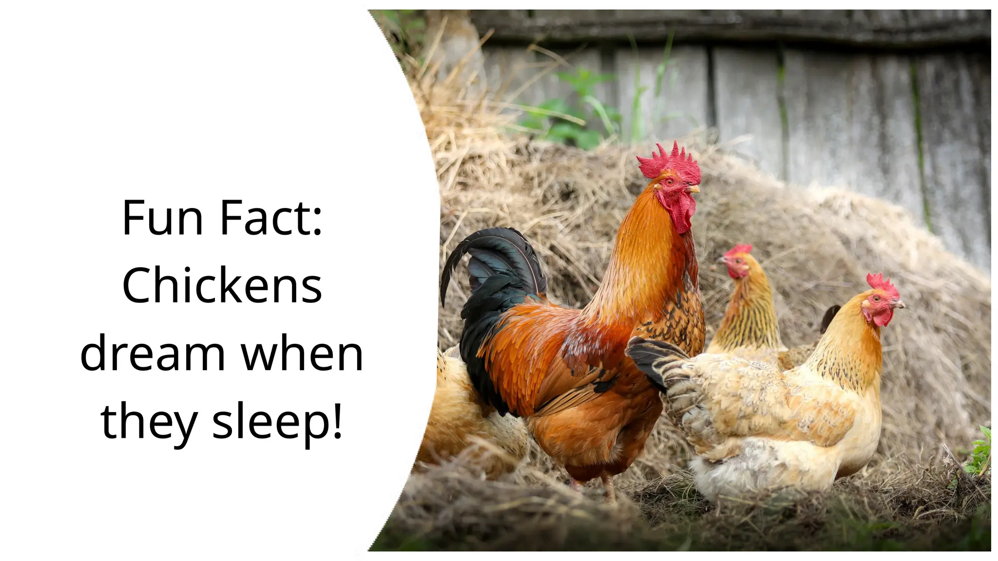 Colorful Realistic Farm Animal Information Presentation.pptx