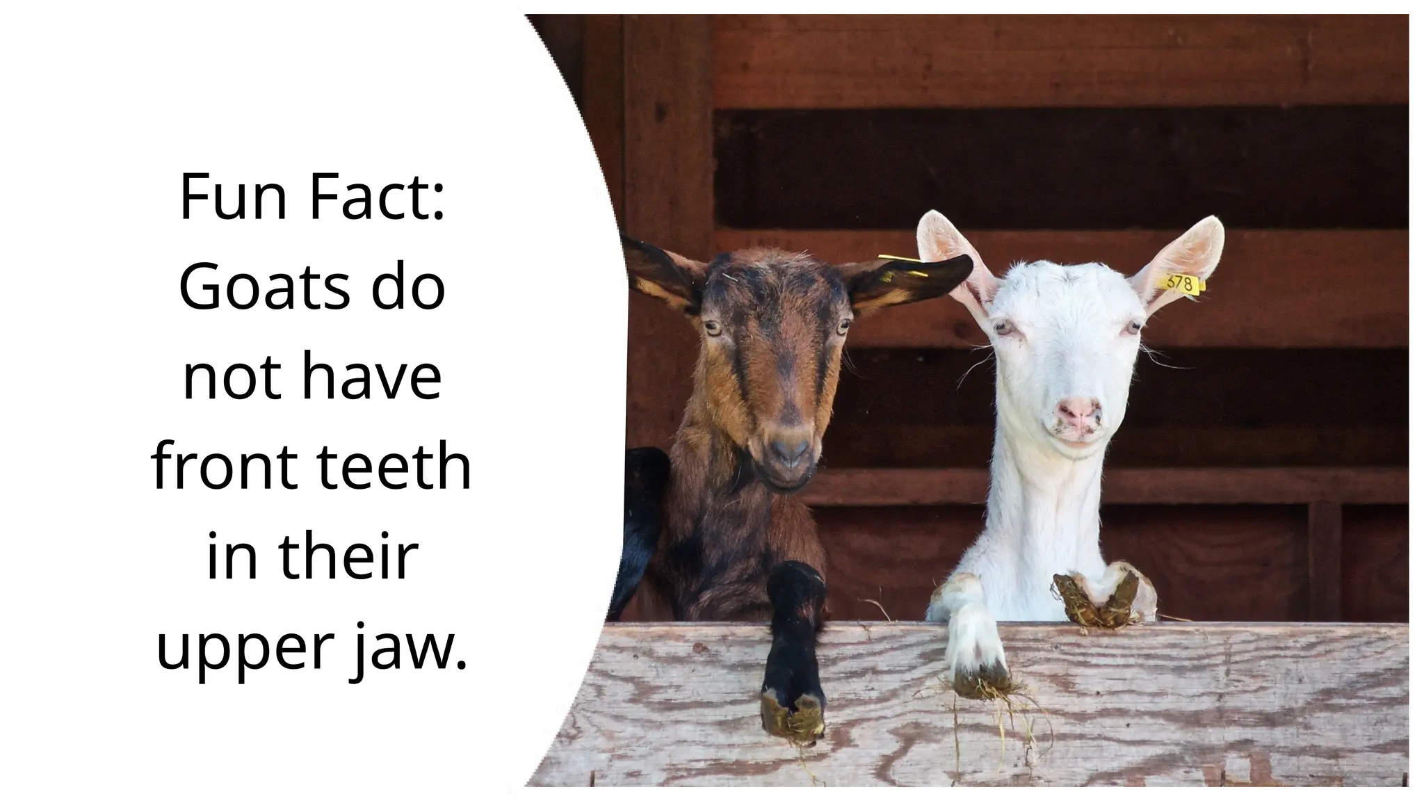 Colorful Realistic Farm Animal Information Presentation.pptx
