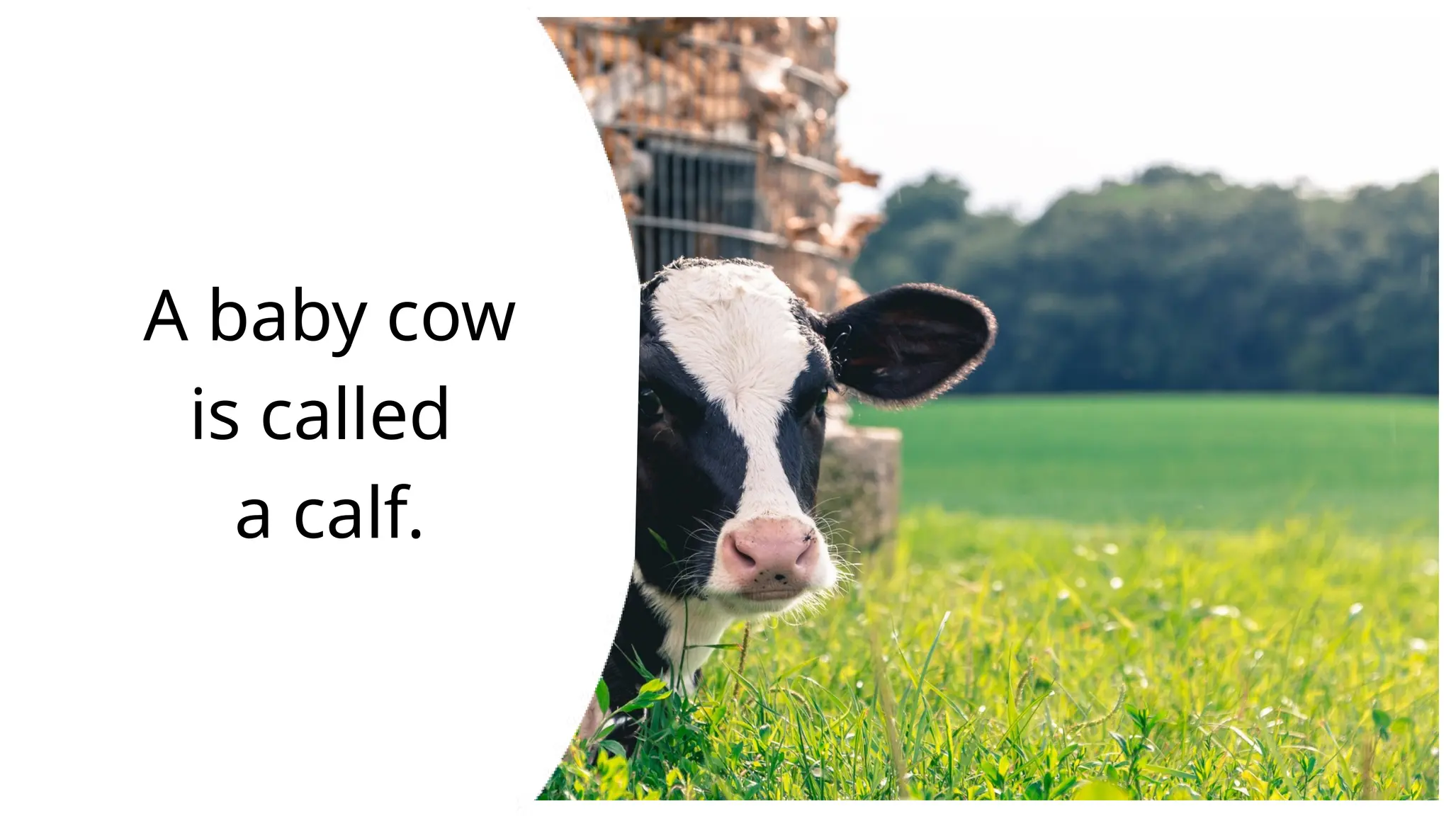 Colorful Realistic Farm Animal Information Presentation.pptx