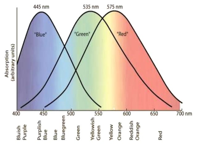 Colorimetry and spectroscopy | PPTX | Graphics Software | Computer ...