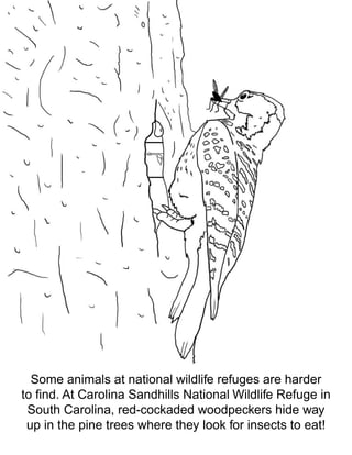 National Wildlife Refuge System Coloring Book | PDF