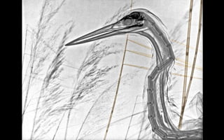 Colorized X- ray photographs By Arie van't Riet | PPT