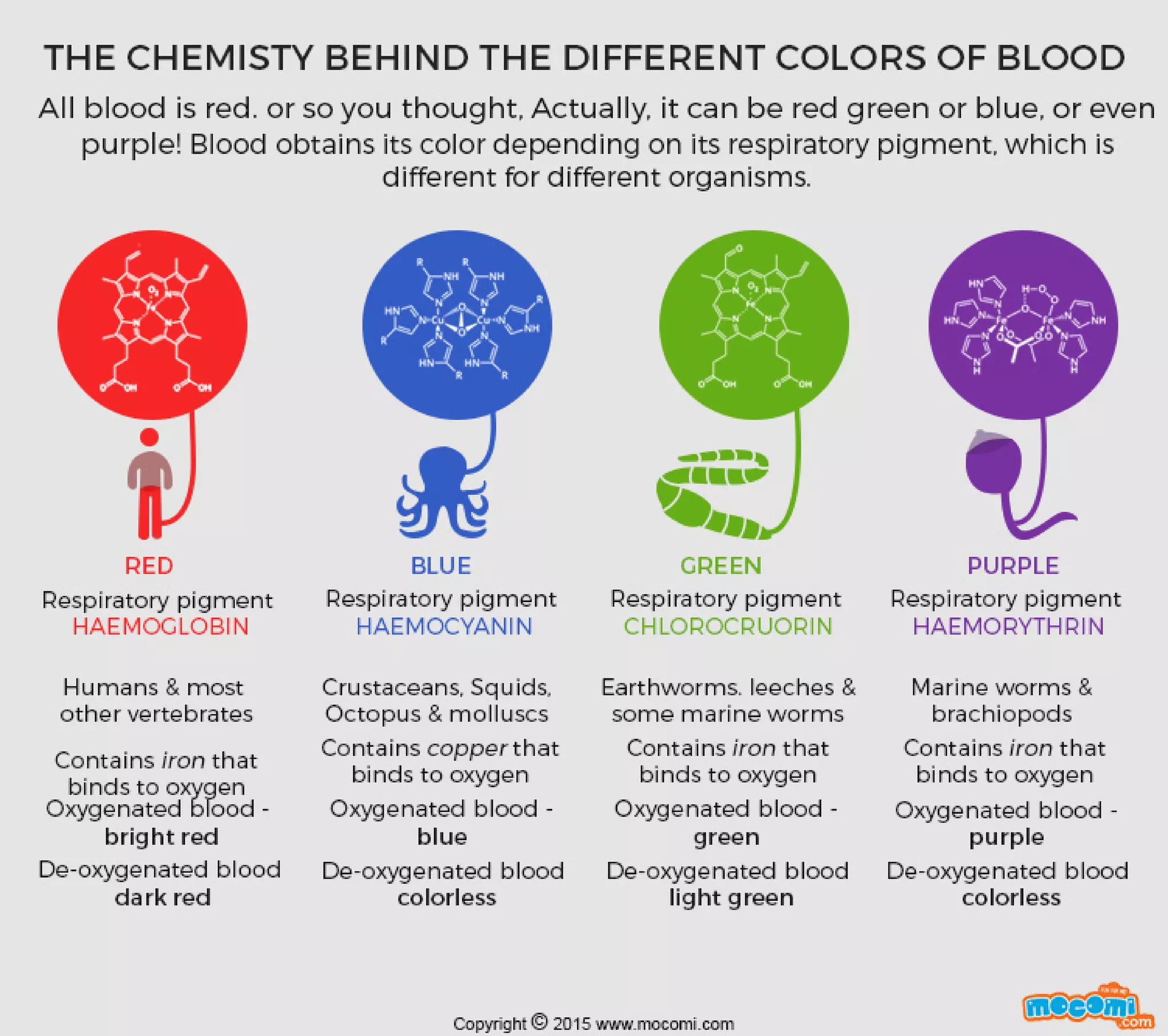 What Colour is Blood? - Mocomi Kids | PDF | Blood Disorders | Diseases ...