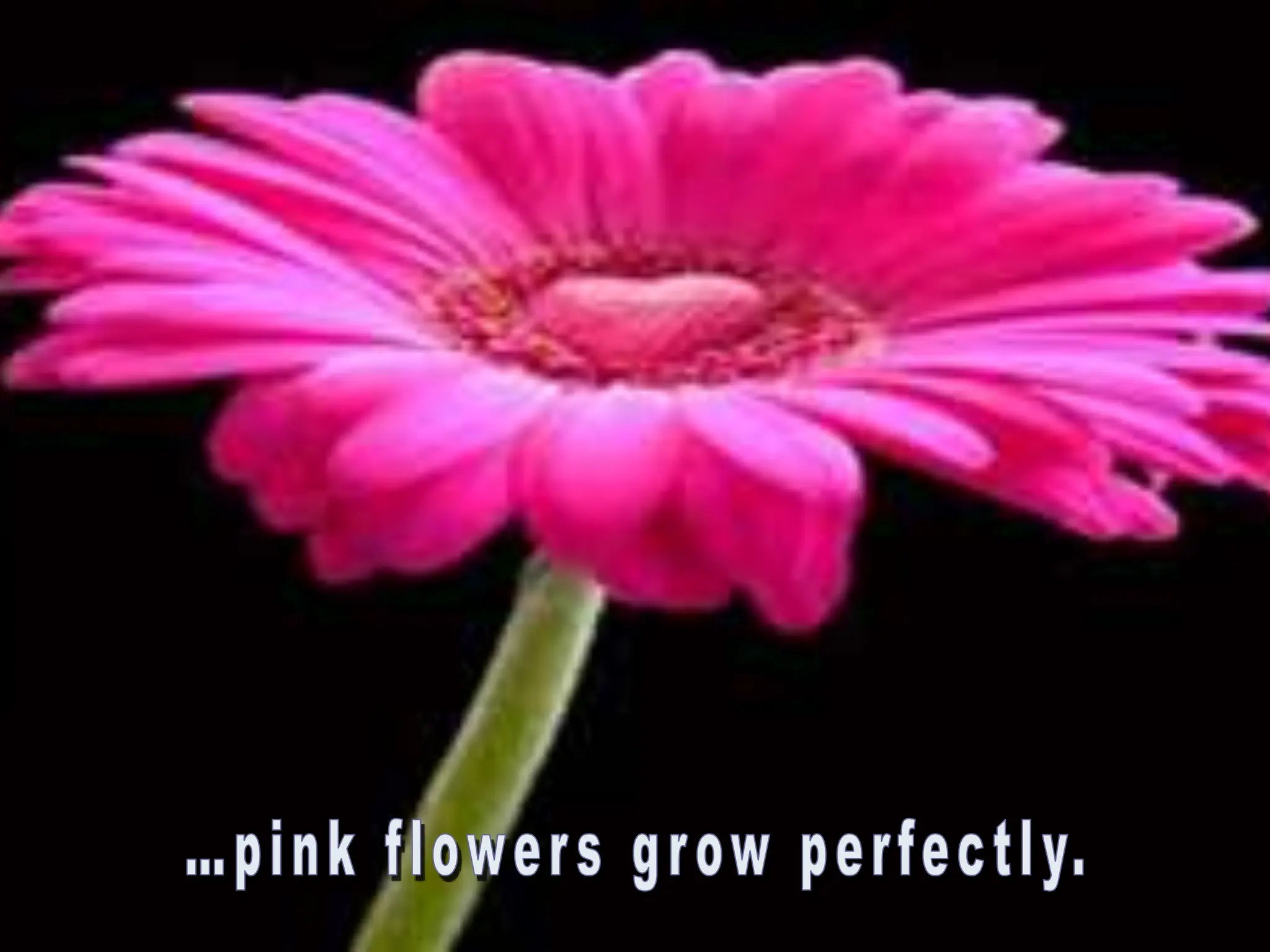 Colors of Nature Slideshow by: Kal-el Go | PPTX
