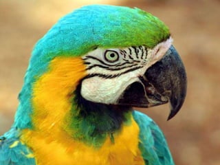 Color theory 101 | PPT