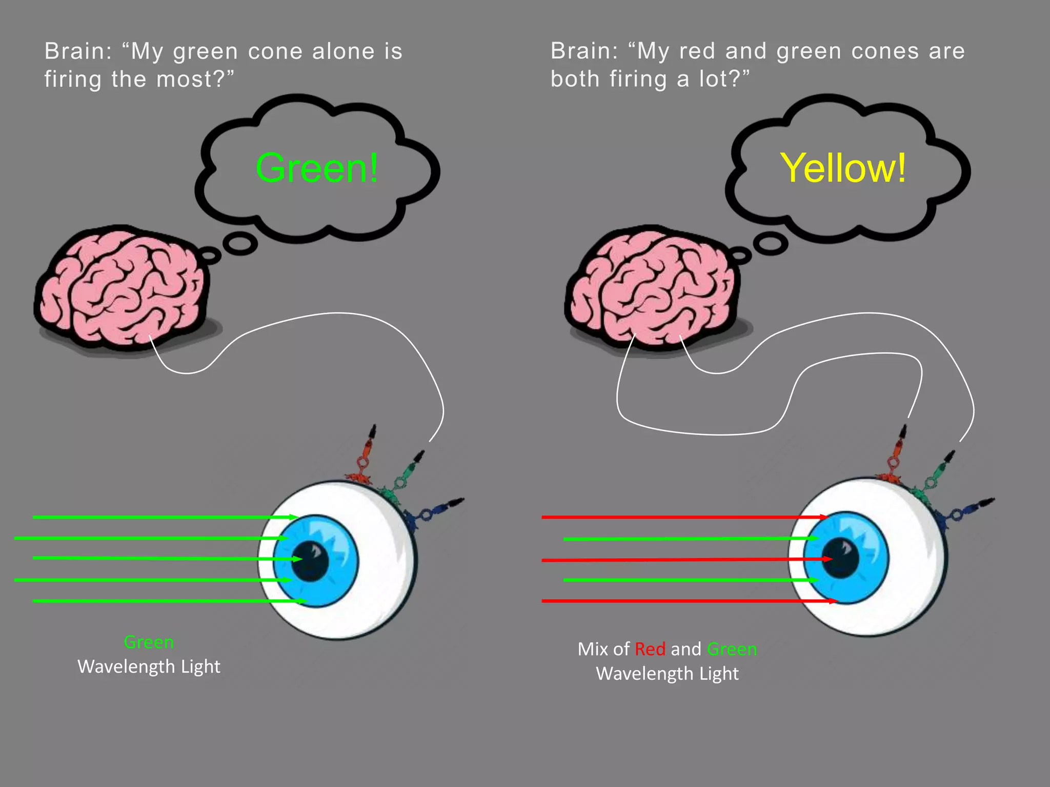 The Science of Color | PPTX