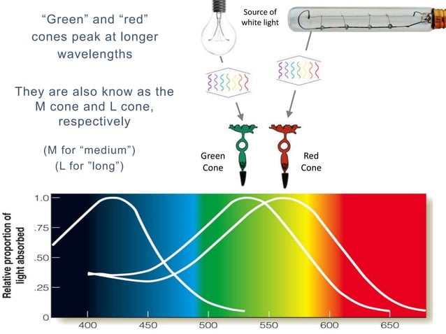The Science of Color | PPTX | Physics | Science
