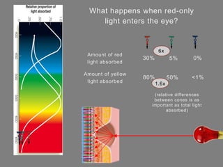 The Science of Color | PPTX