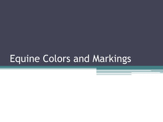 Equine Colors | PPTX