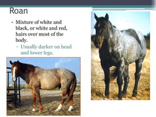 Equine Colors | PPTX