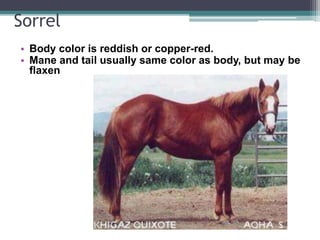 Equine Colors | PPTX