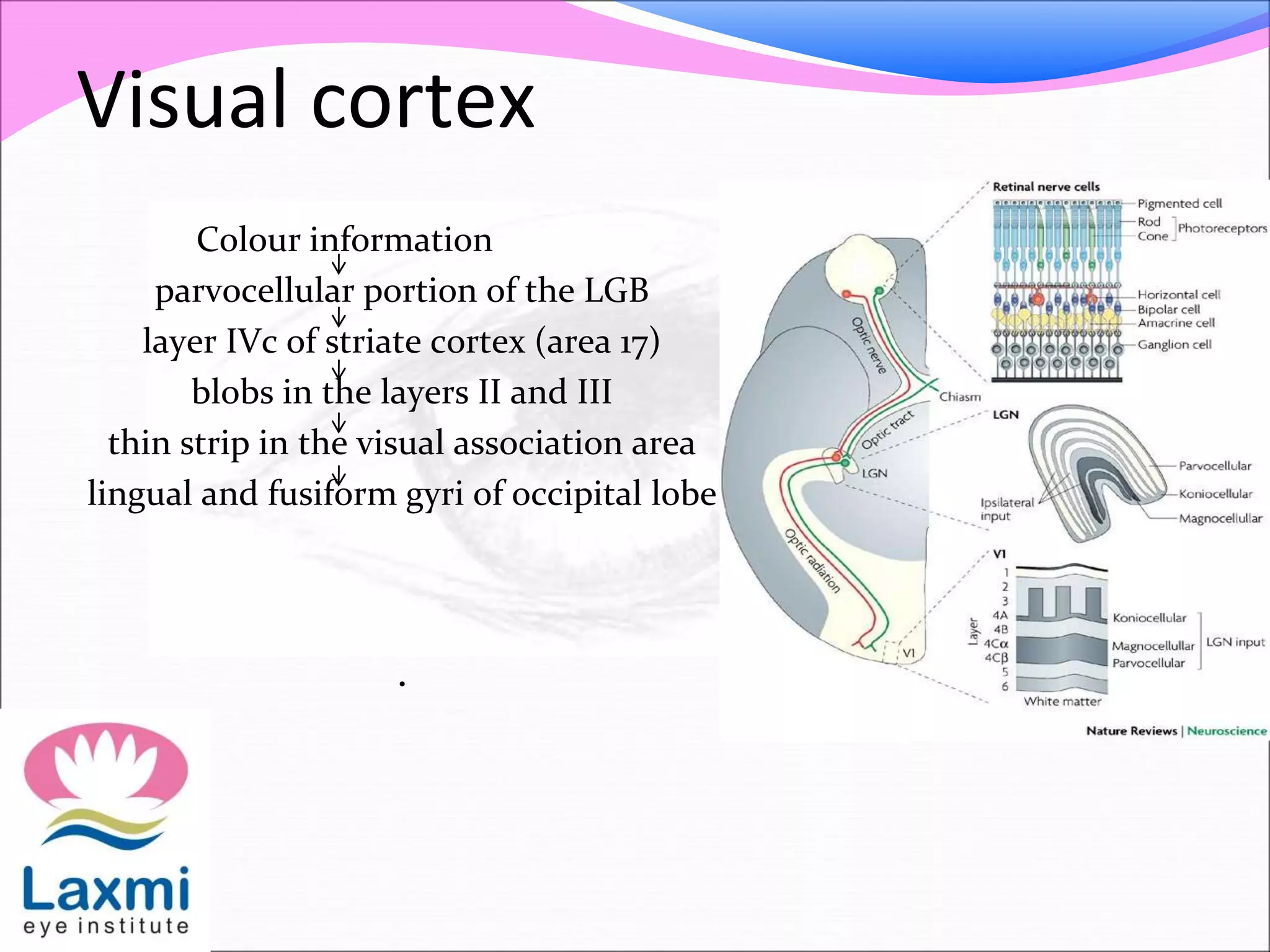 Colour vision and its clinical aspects | PPTX
