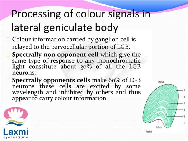 Colour vision and its clinical aspects | PPTX