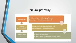 Color vision - concepts | PPTX