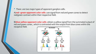 Color vision - concepts | PPT