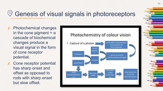 Color vison, Color Blindness and its Evaluation | PPT