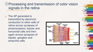 Color vison, Color Blindness and its Evaluation | PPT