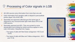 Color vison, Color Blindness and its Evaluation | PPT