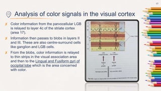 Color vison, Color Blindness and its Evaluation | PPT