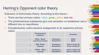 Color vison, Color Blindness and its Evaluation | PPTX | Eye and Vision ...