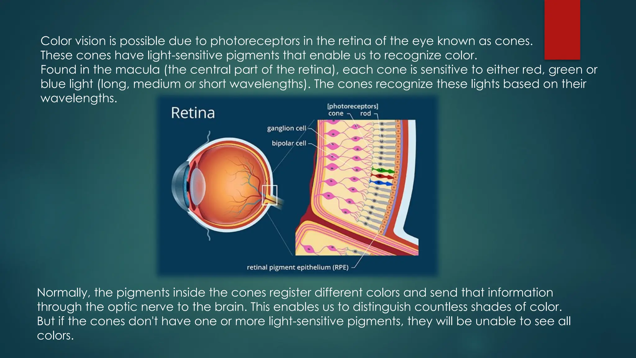 Color Vision..pptx mesicine surgey clinical | PPTX