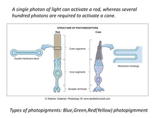 Color vision + Eye movment دید رنگی و حرکات چشم | PPTX