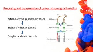 COLOR VISION AND IT'S ABNORMALITIES OPHTHALMOLOGY | PPTX