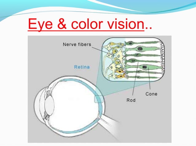 Color vision and physiological processes | PPT | Eye and Vision ...