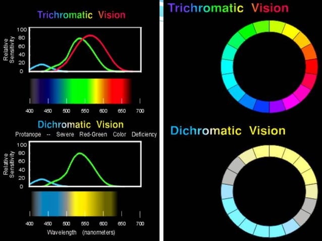 Color vision and physiological processes | PPT | Eye and Vision ...