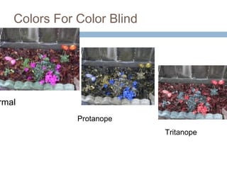 Color vision physiology, defects and different testing Procedures | PPT