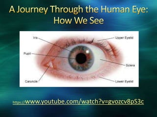 Color Wheel Eyes | PPTX