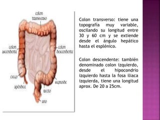 Colostomias | PPTX