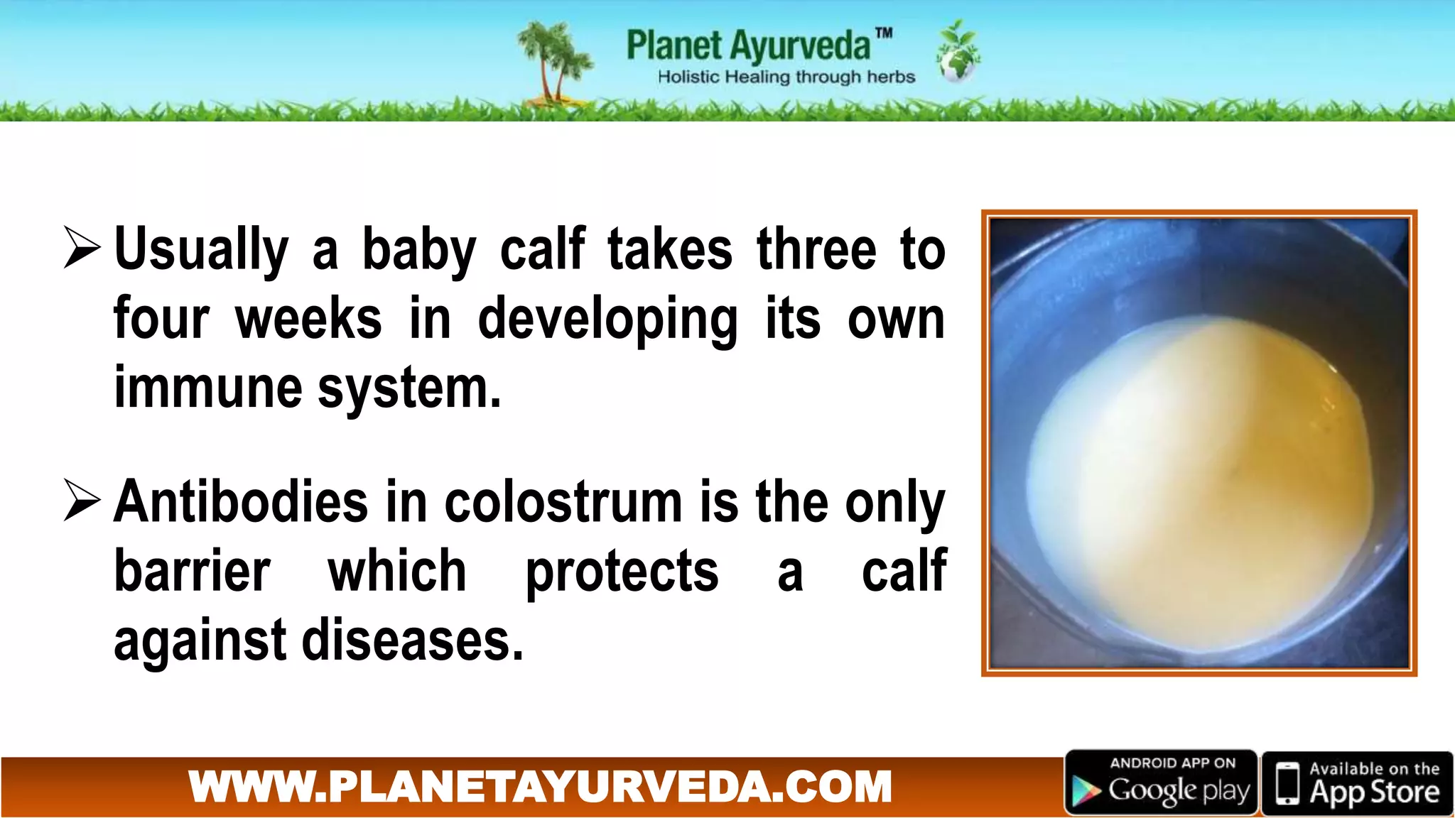 Colostrum - Types, Cow Colostrum, Health Benefits & Facts | PPTX