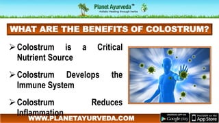 Colostrum - Types, Cow Colostrum, Health Benefits & Facts | PPTX
