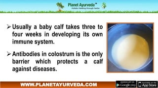 Colostrum - Types, Cow Colostrum, Health Benefits & Facts | PPTX